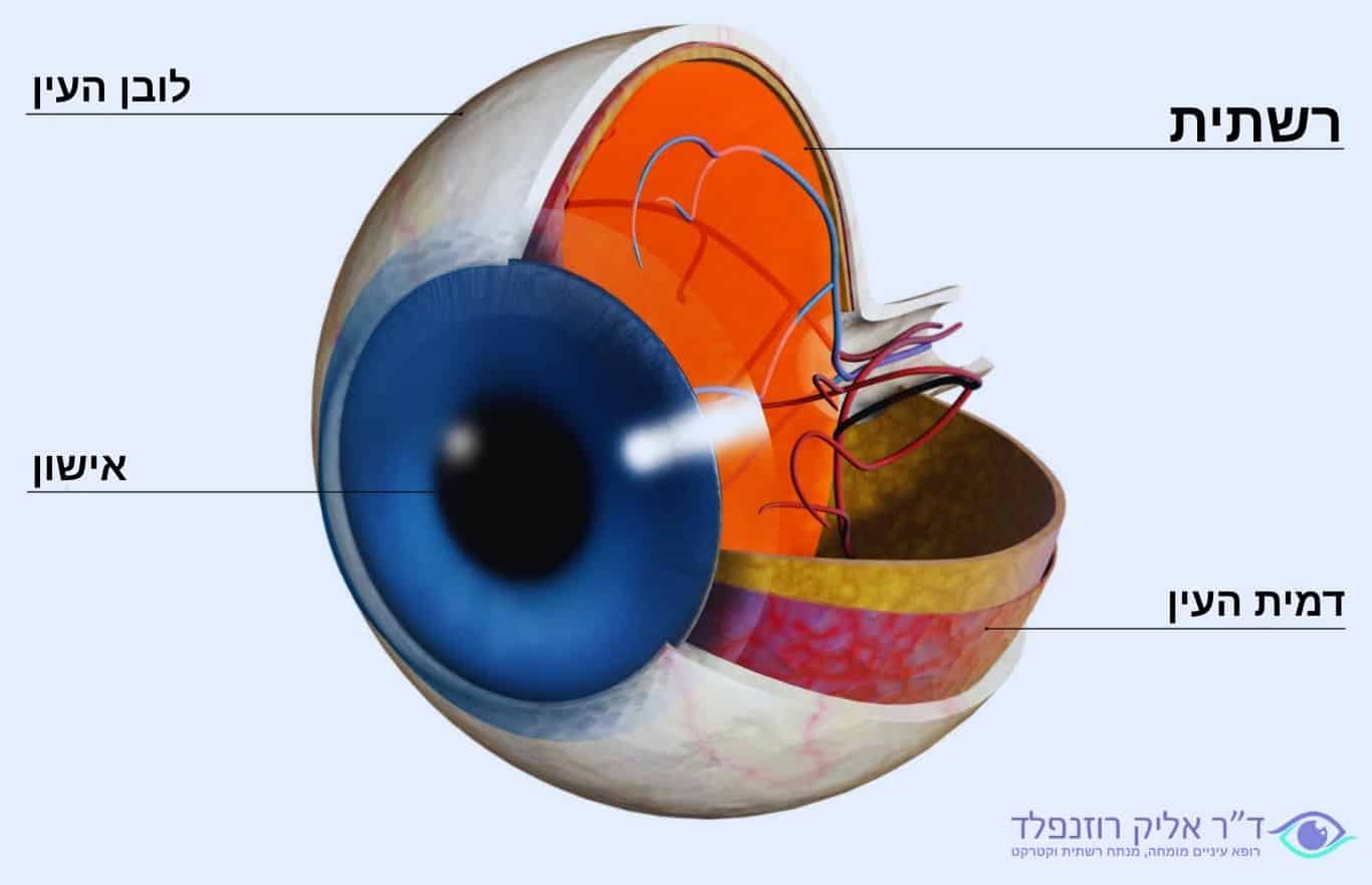 הרשתית | תפקוד, מחלות נפוצות ודרכי טיפול | ד"ר אליק רוזנפלד